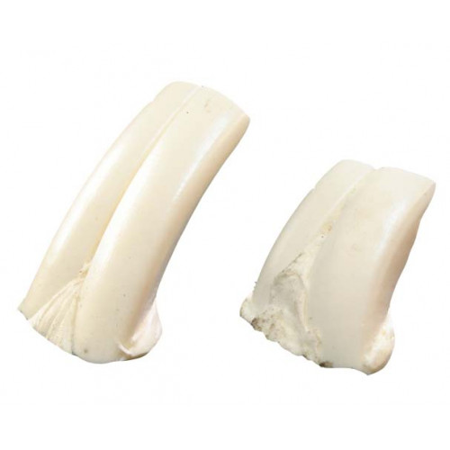 Beaver teeth – TKBALTIC