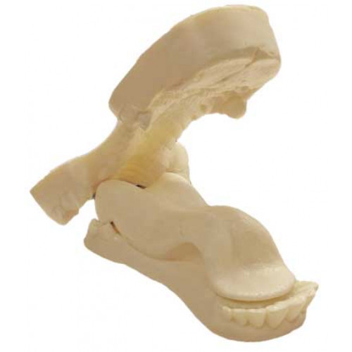 Red deer jaw set – TKBALTIC