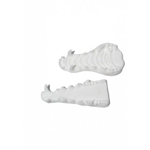 Red fox jaw set – TKBALTIC
