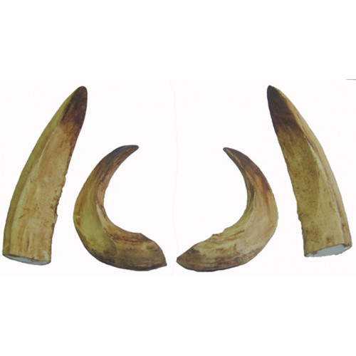 Wild boar tusks (large) – TKBALTIC